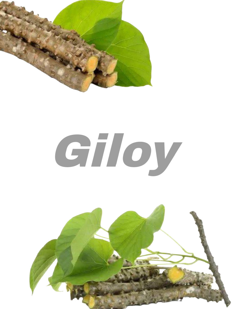 Giloy | PDF