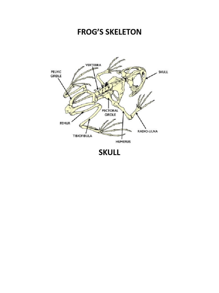 Frog's Skeleton | PDF