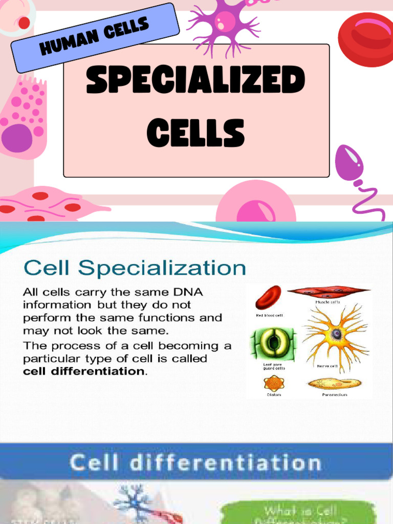 Specialized Cells | PDF