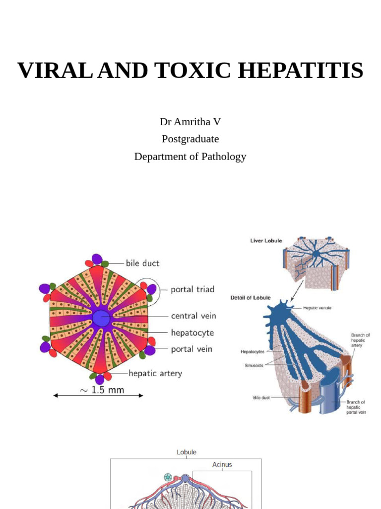 Understanding Viral Hepatitis Types | PDF | Hepatitis | Virus