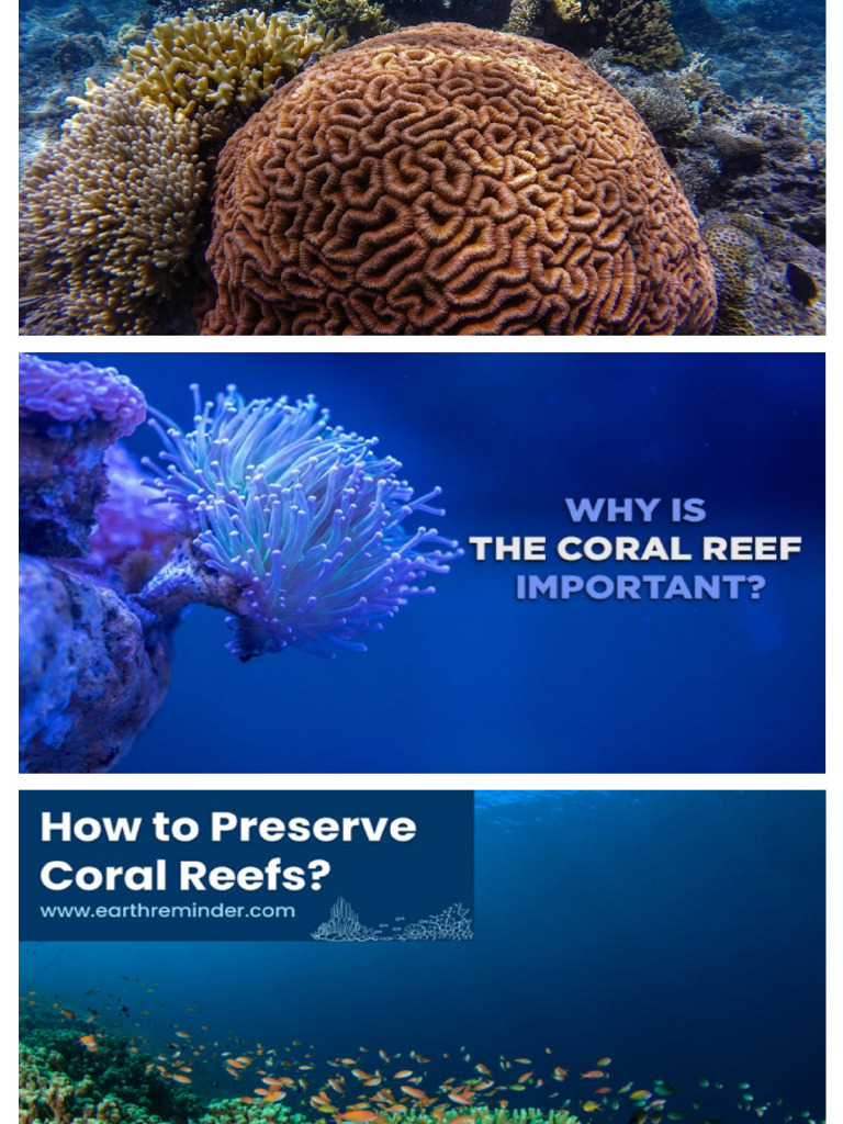 Coral Reefs | PDF