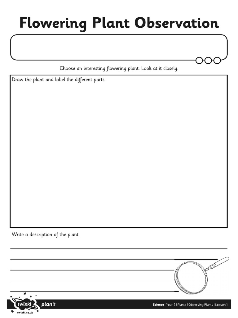 Activity Sheet Flowering Plant Observation | PDF
