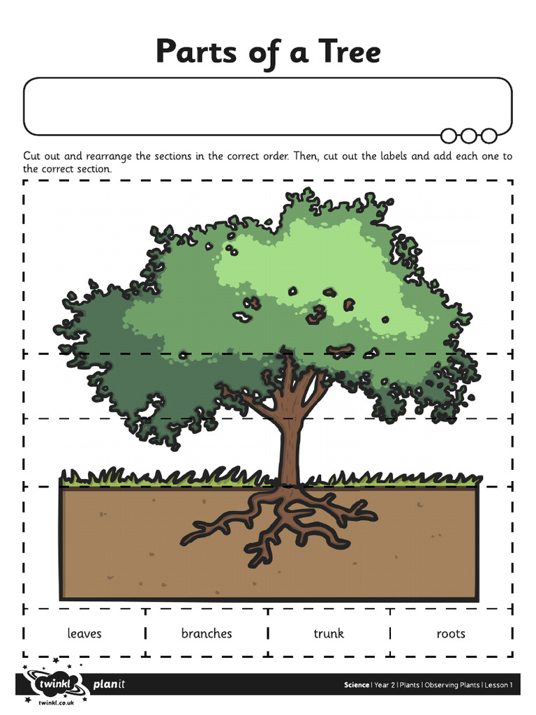 Activity Sheet Parts of A Tree | PDF