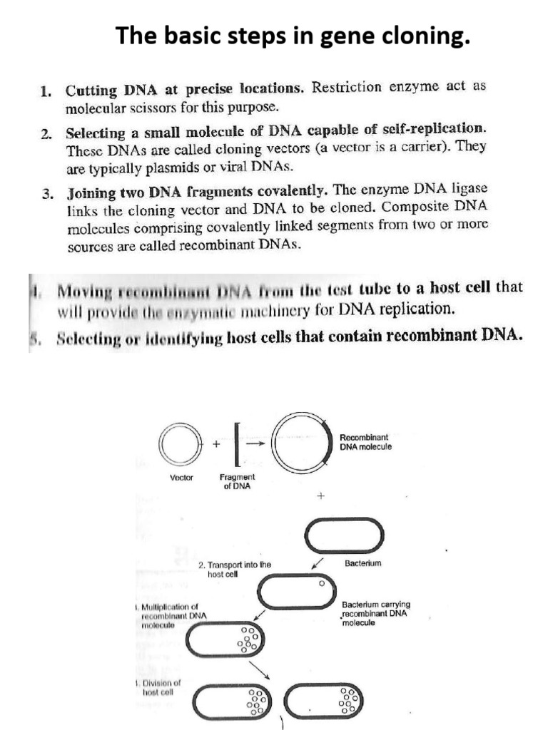 Vectors and Basic Steps in Gene Cloning | PDF | Molecular Cloning | Plasmid