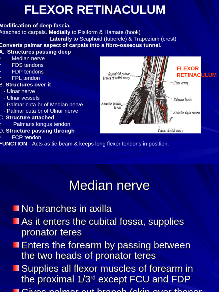 Extensor Compartment of Forearm | PDF | Thumb | Finger