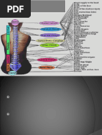 Anatomia Plexos Nervosos | PDF | Nervo | Sistema nervoso