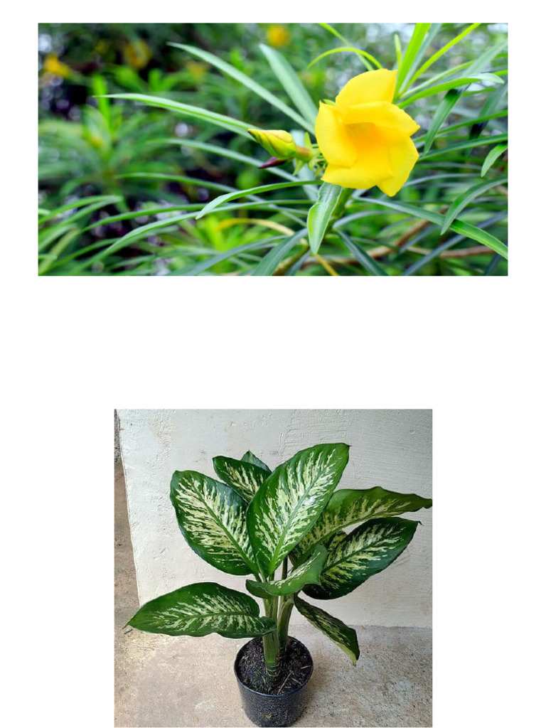 Plantas Medicinais | PDF