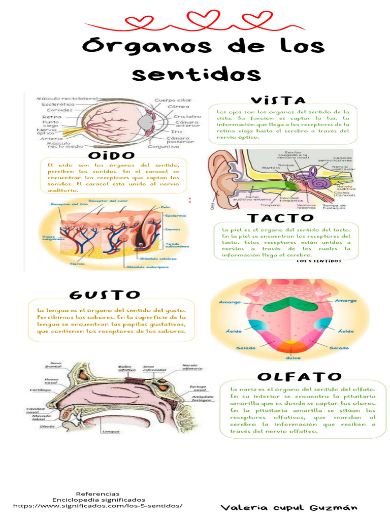 Órganos de los cinco sentidos | PDF