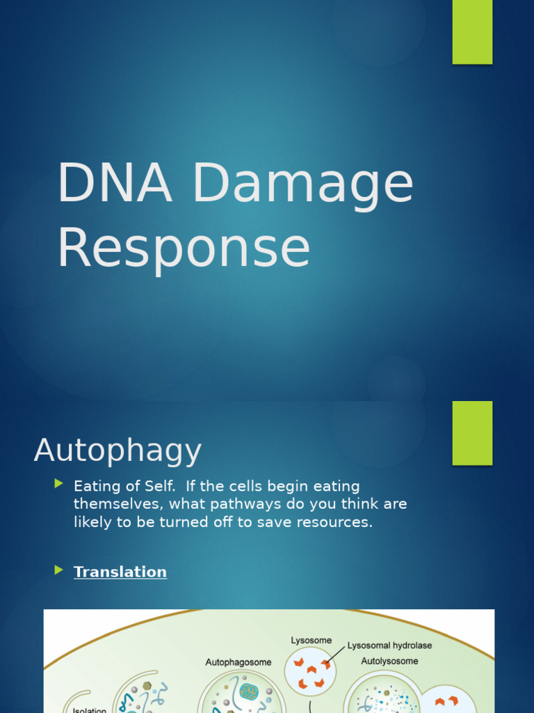 DNA Damage Response and Repair Mechanisms | PDF | Dna Repair | Dna