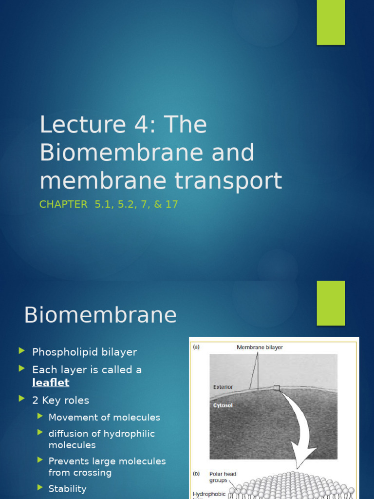 L4 Biomembranes and Membrane Transport | PDF | Cell Membrane | Vesicle ...