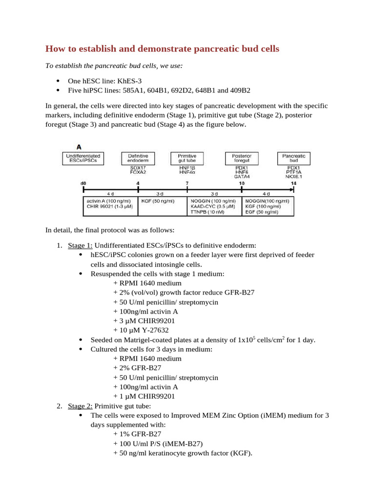 G6 Pancreatic-Bud-Cells | PDF | Pancreas | Embryonic Stem Cell