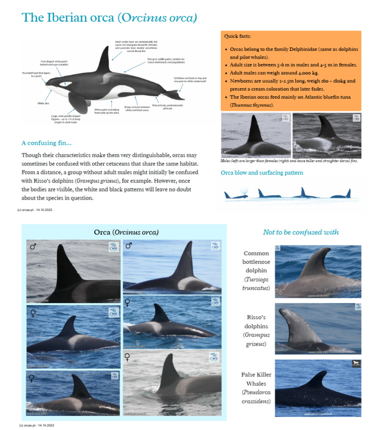 Orcas Identification Poster | PDF | Cetaceans | Dolphin