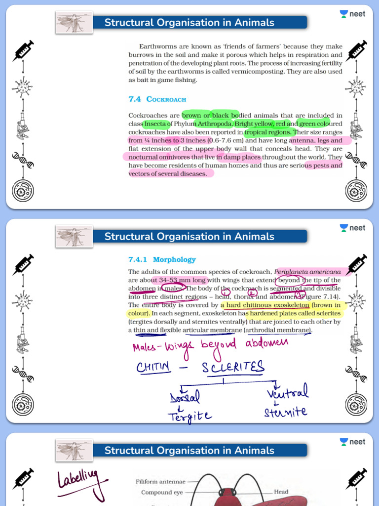Cockroach NCERT Highlight by Seep Pahuja | PDF | Insects | Arthropods