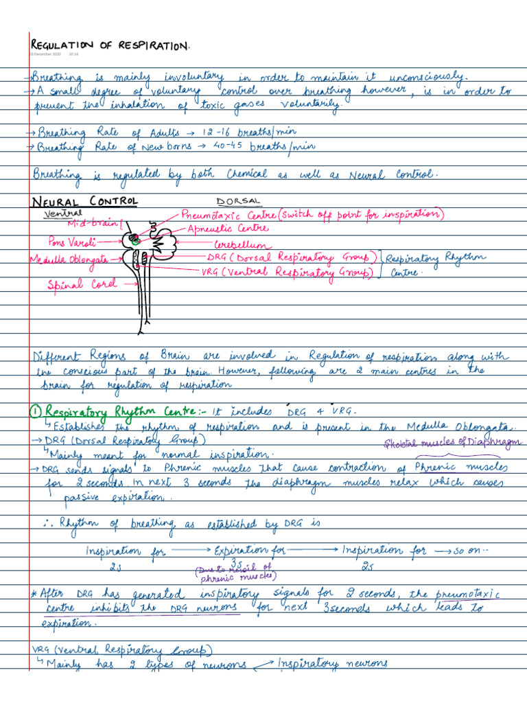 Regulation of Respiration-2 | PDF