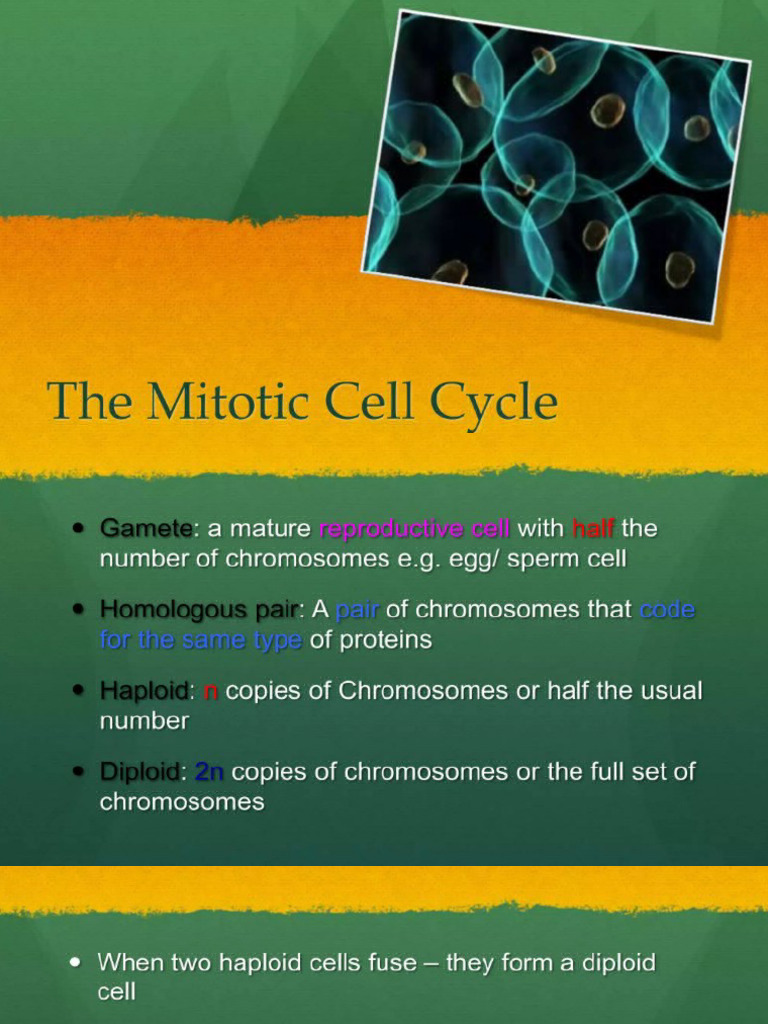 The Mitotic Cell Cycle Copy | PDF