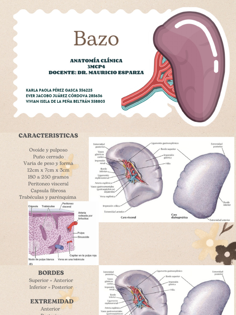Anatomía y Esplenomegalia del Bazo | PDF | Bazo | Especialidades Medicas