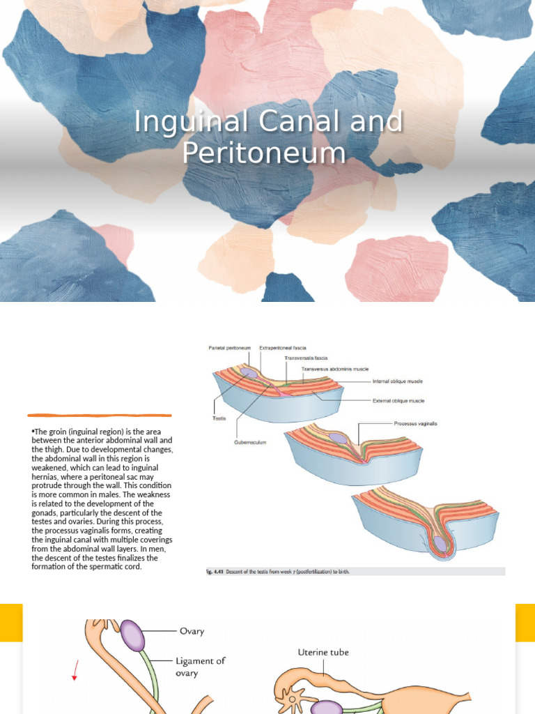 Inguinal Canal And Peritoneum Pdf Peritoneum