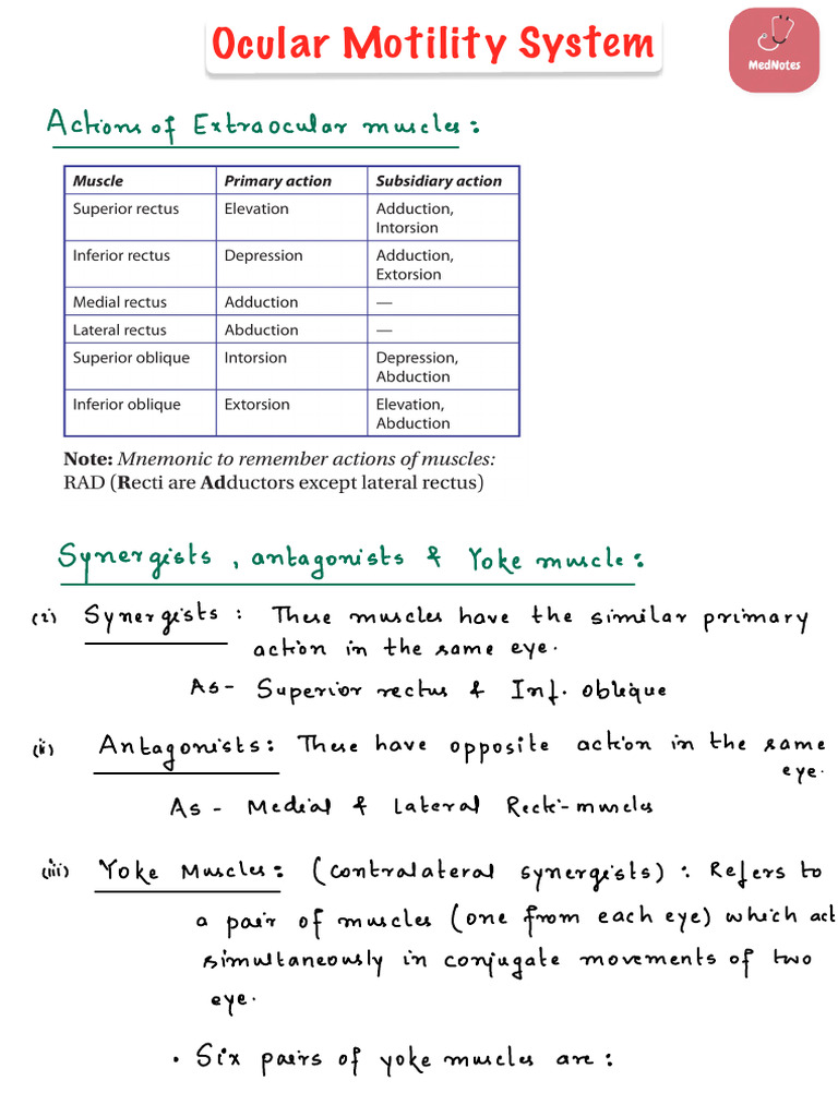 Ocular Motility System | PDF | Face | Vision