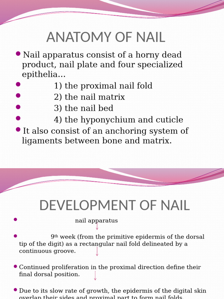 Anatomy of Nail | PDF | Nail (Anatomy) | Skin