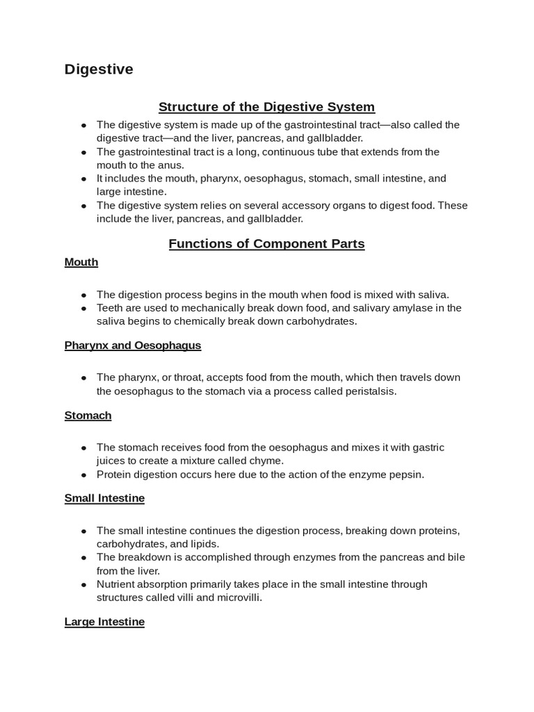 Digestive System - Google Docs | PDF