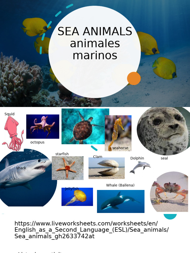 Sea Animals Description | PDF | Fin | Dolphin