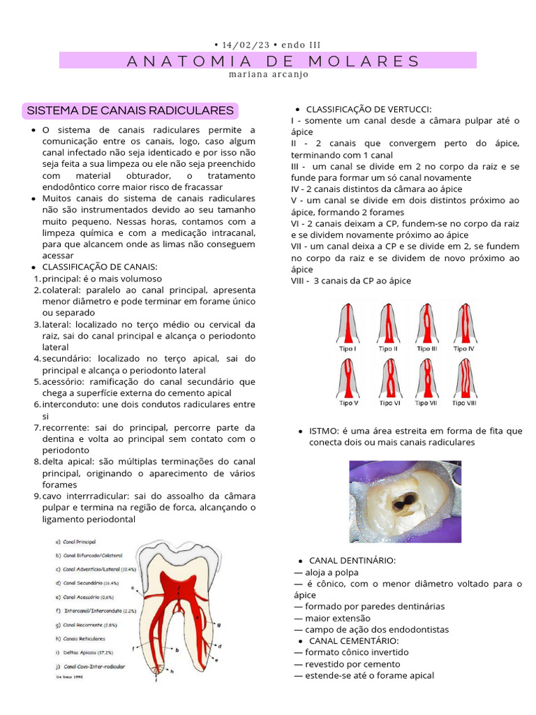Anatomia de Molares (1) | PDF | Dente humano | Dente
