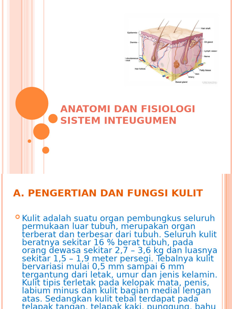 Anatomi Dan Fisiologi Kulit | PDF
