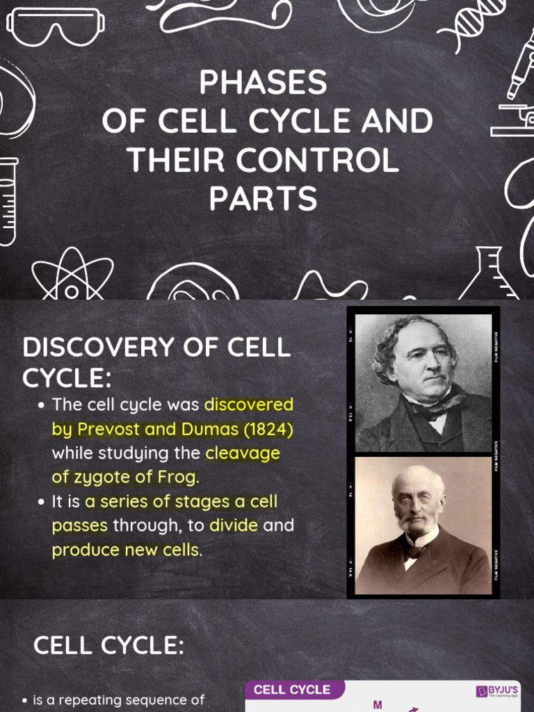 Phases of The Cell Cycle 2 | PDF