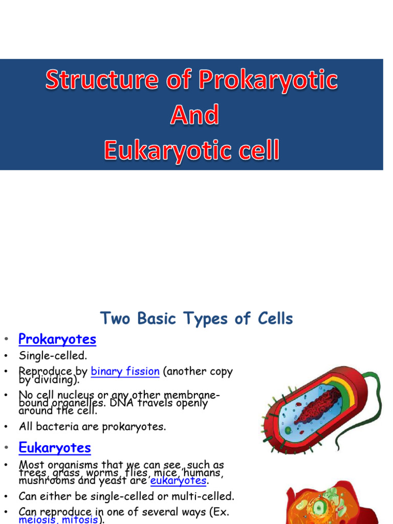 Structure of Prokaryotiv and Eukaryotic Cell | PDF | Cell (Biology ...