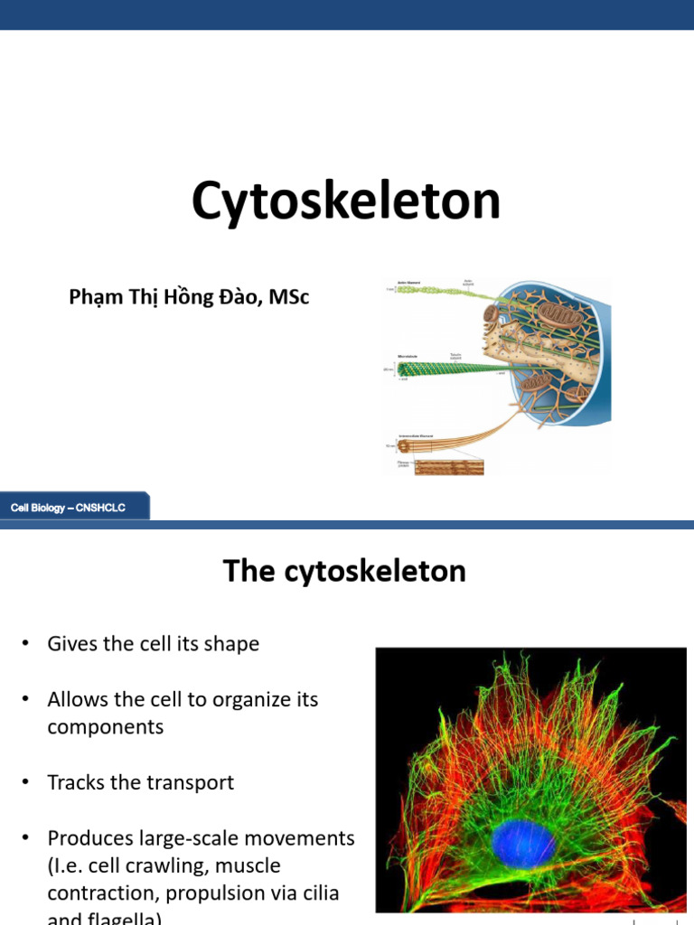 Lecture Cytoskeleton 2 | PDF | Microtubule | Cytoskeleton