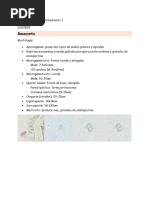 Generalidades de Esporozoarios | PDF | Anatomía | Biología
