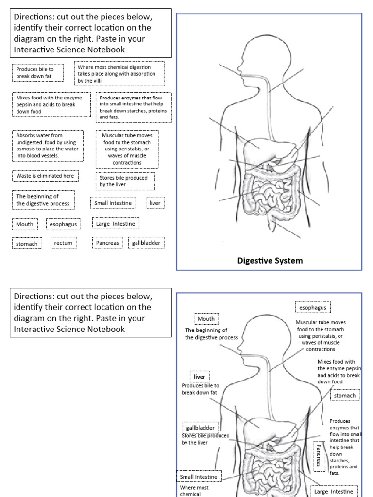 Digestive System Process Overview | PDF | Stomach | Bile