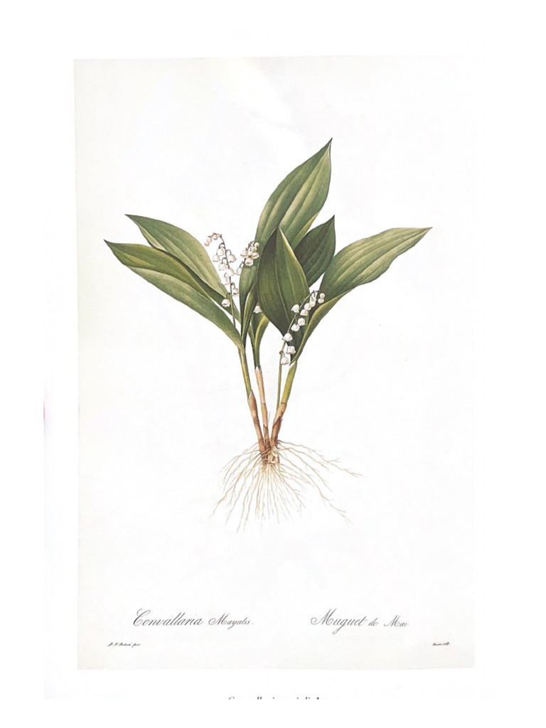 Scanned Documents | PDF