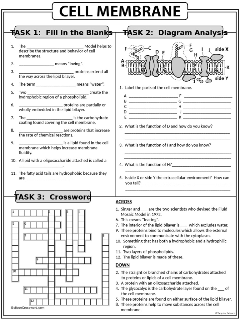 Cell Membrane - HRW - Editable | PDF | Cell Membrane | Biophysics