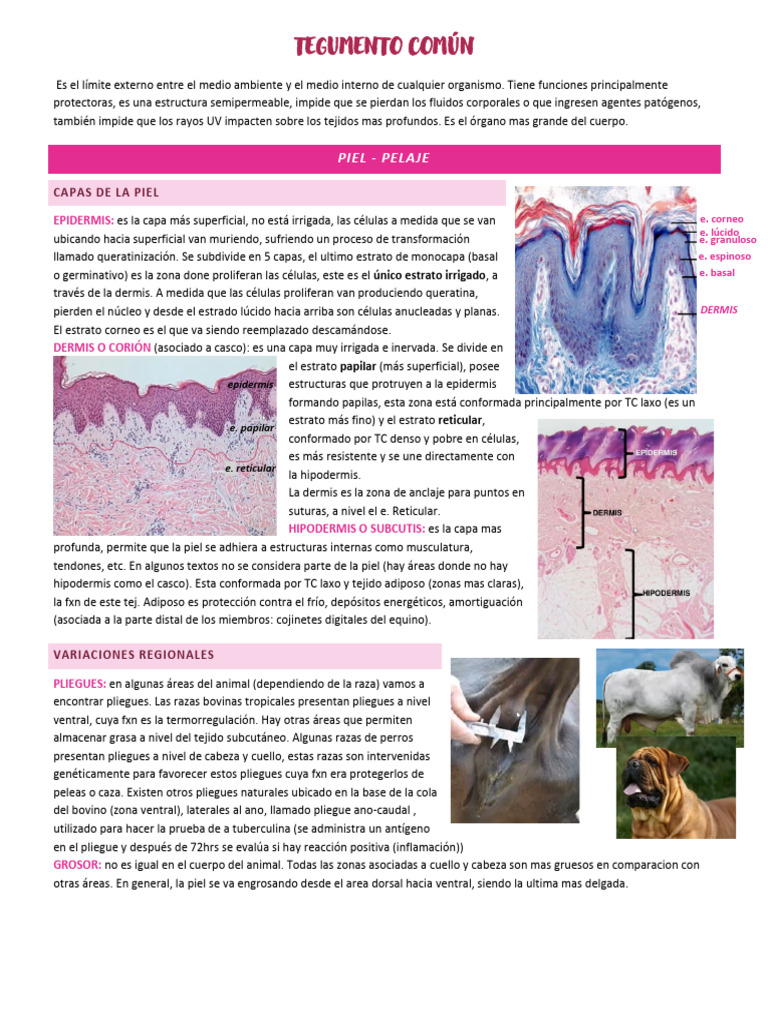 Morfo Clases 1,2,3 | PDF | Órgano (anatomía) | Anatomía