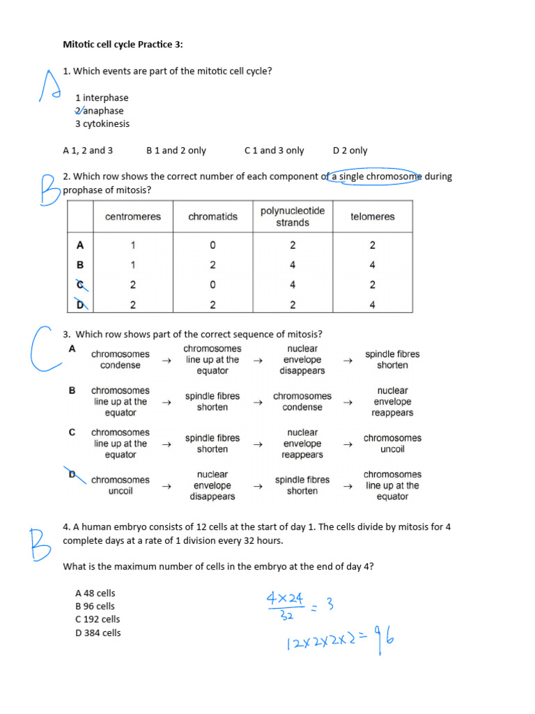 Mitotic Cell Cycle Practice | PDF | Mitosis | Chromosome