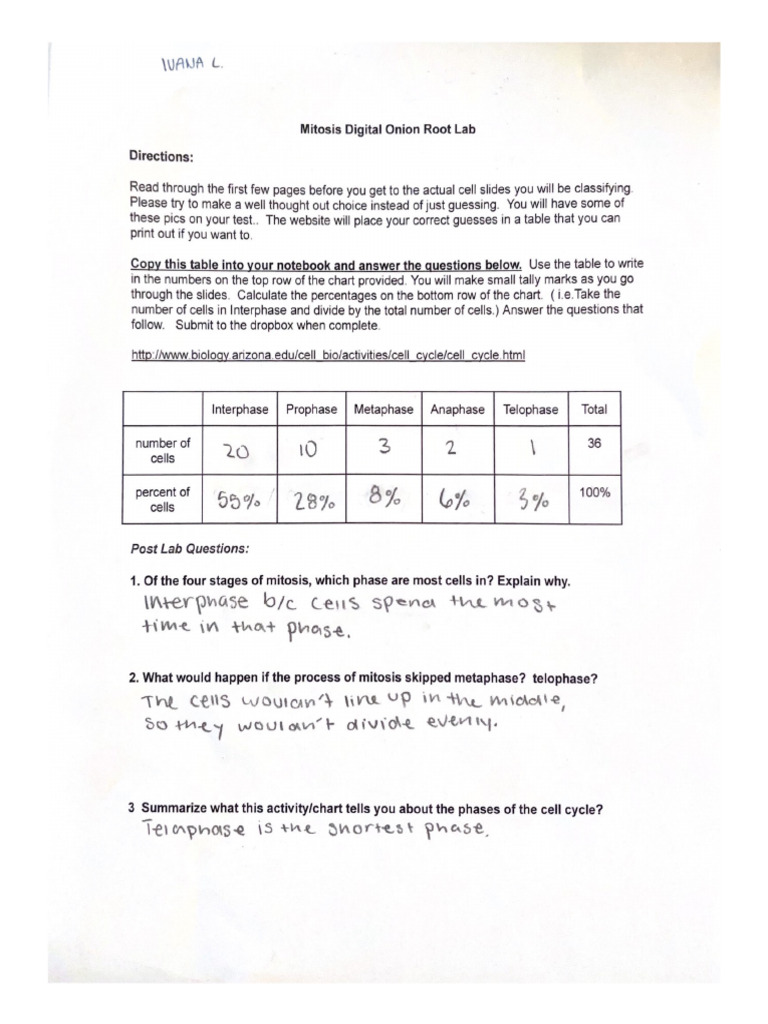 Mitosis Digital Onion Root Lab | PDF