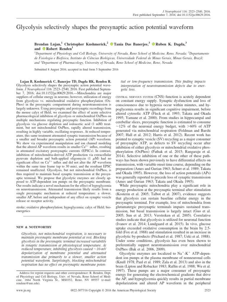 Glycolysis Is Important For Presynaptic Membrane Potential | PDF ...