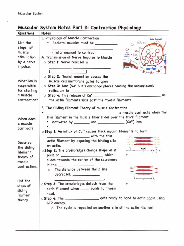 Muscular System Notes | PDF