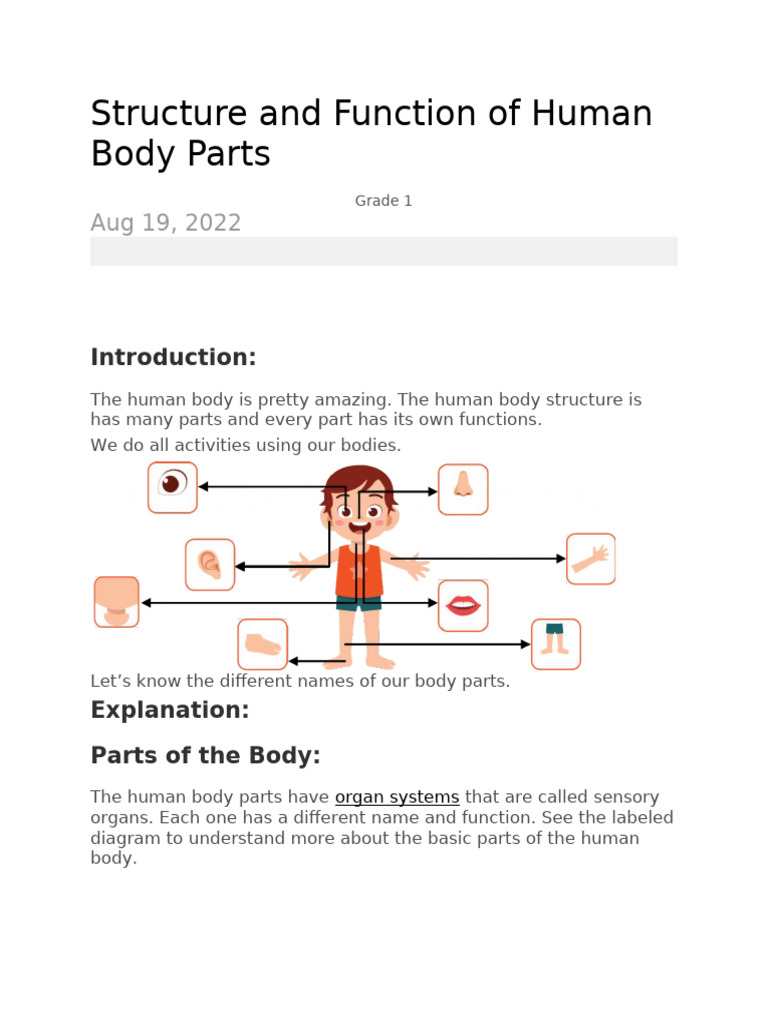 Structure and Function of Human Body Parts | PDF
