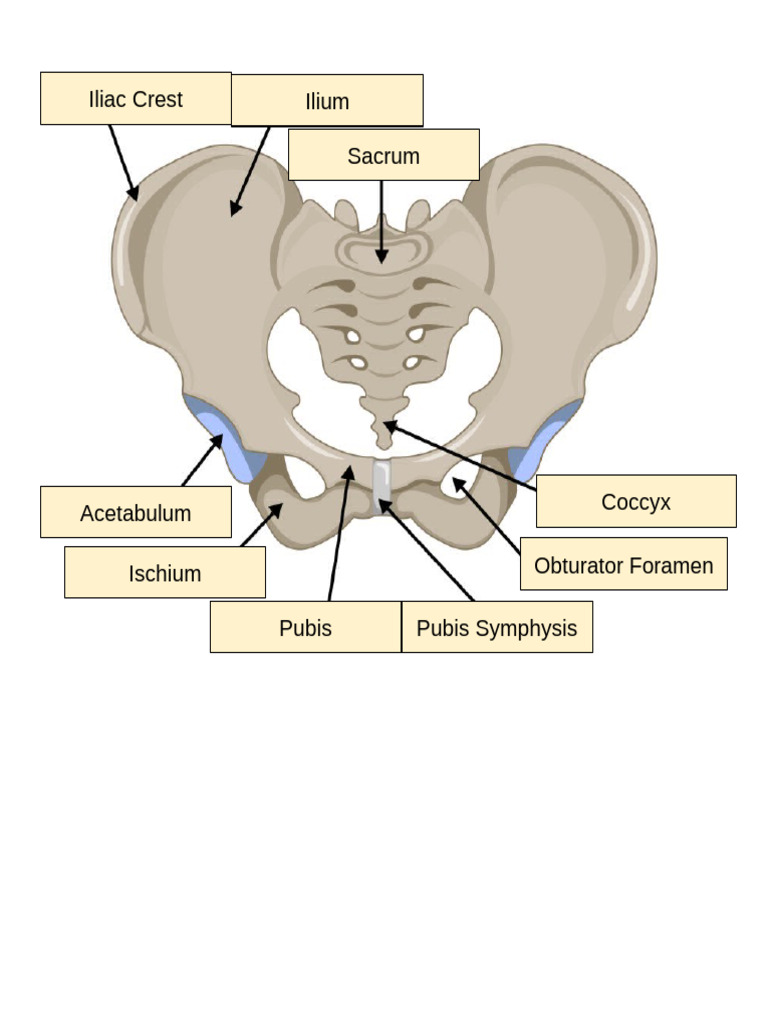 Bones Labeling (Drag and Drop) | PDF