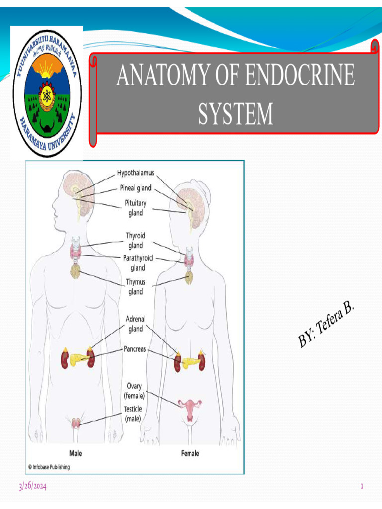endocrine system | PDF | Endocrine System | Pituitary Gland