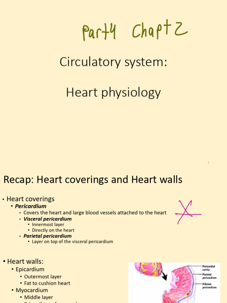 Topic 2 CIRCULATORY SYSTEM PART IV HEART PHYSIOLOGY For Students | PDF ...