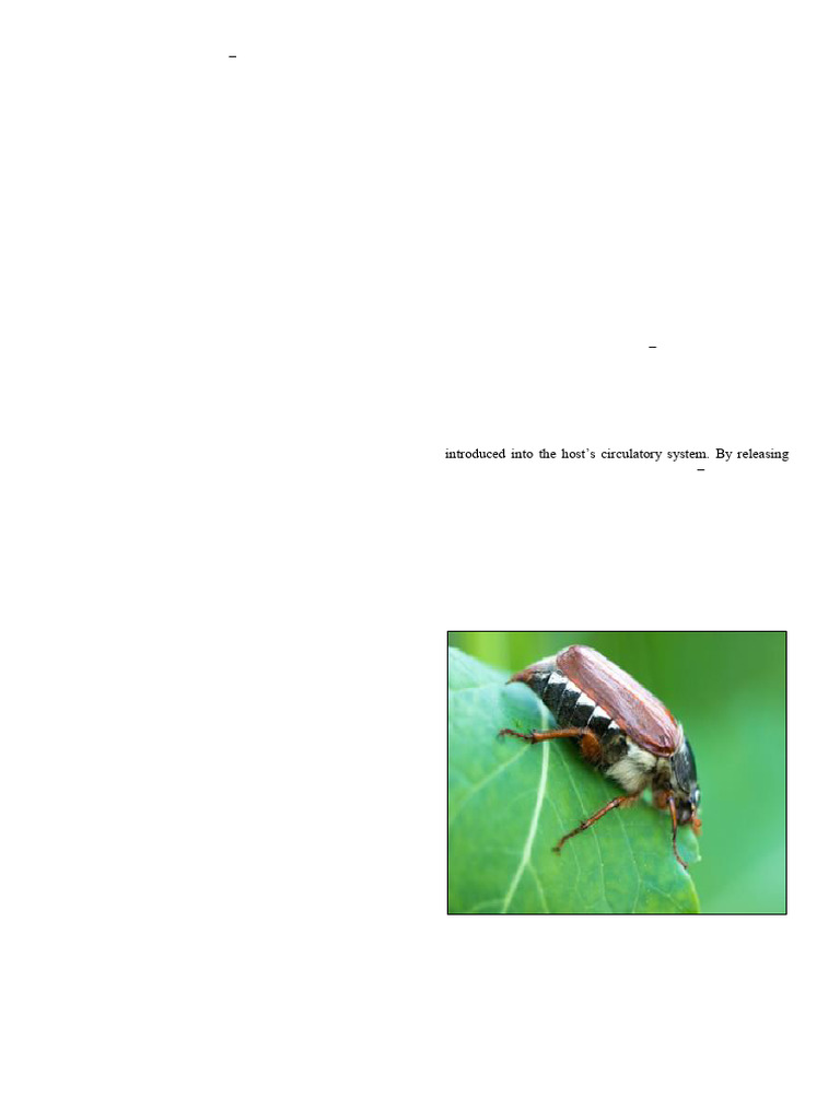 Evaluation of Virulence of Steinernema carpocapsae and a Local strain Steinernema sp. against ...