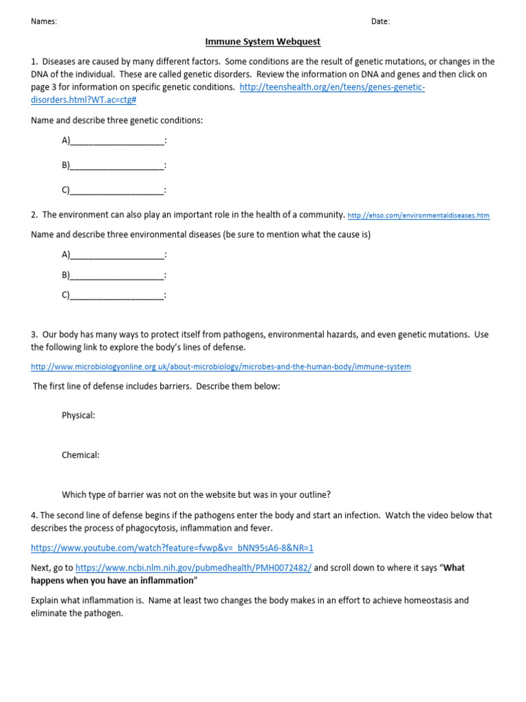 Immune System Webquest | PDF | Immune System | Allergy