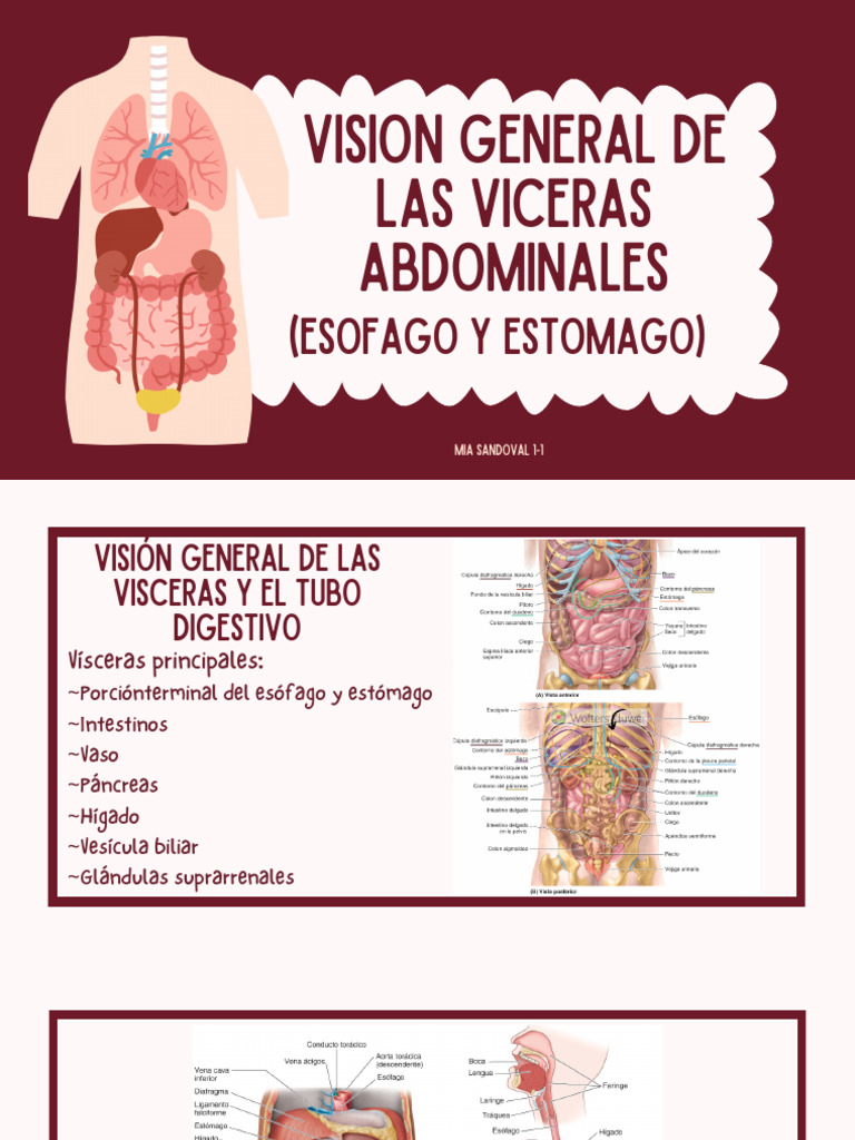 Visión General de Las Visceras Del Abdomen | PDF