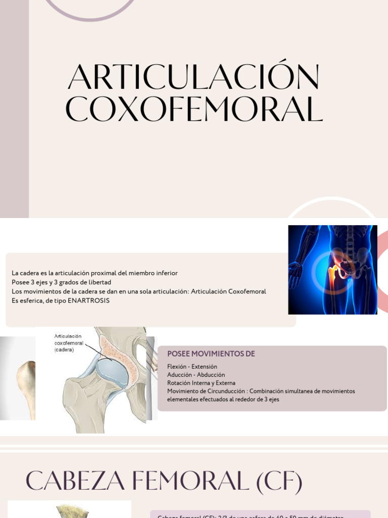 Articulación coxofemoral | PDF | Articulación | Sistema esquelético