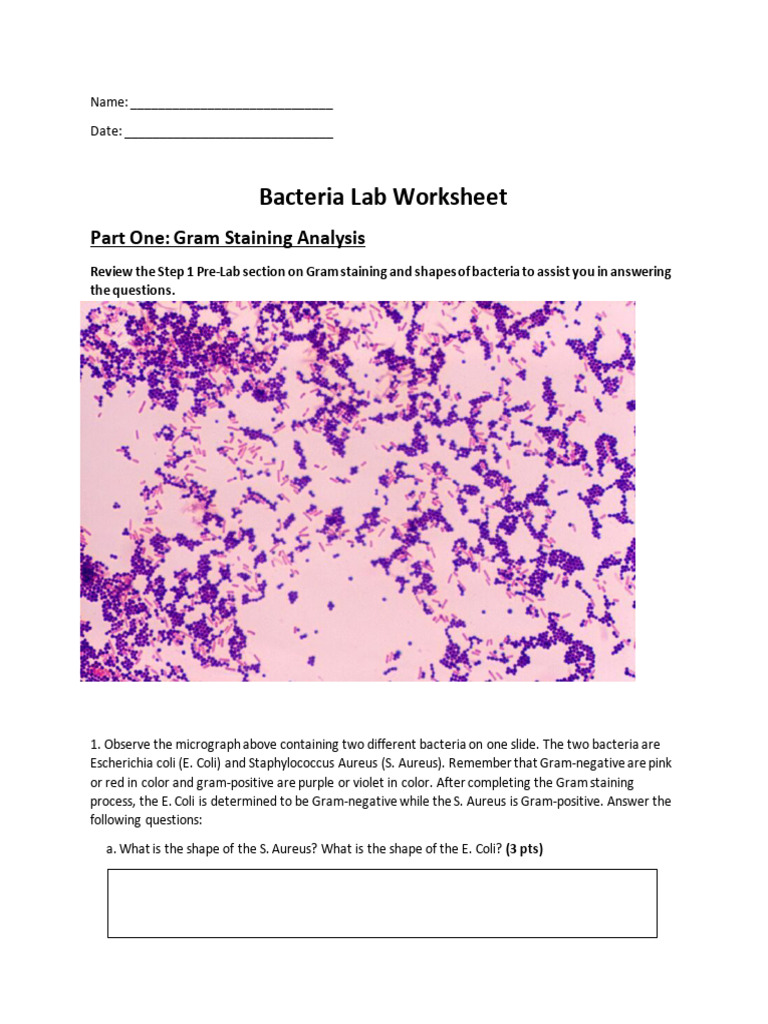 Bacteria+Lab+worksheet | PDF | Staining | Gram Positive Bacteria