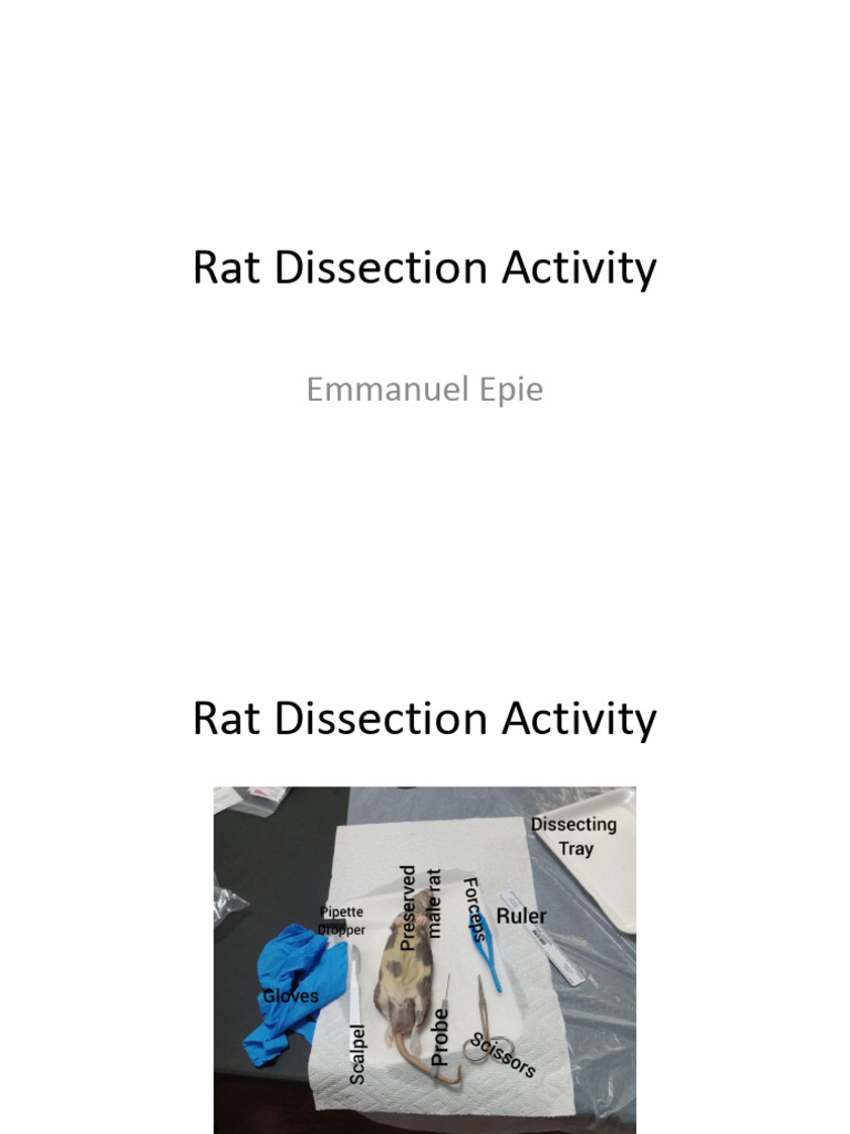 Rat Dissection Guide PDF | PDF