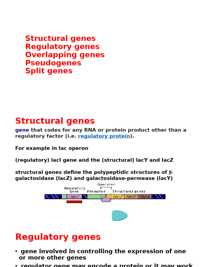 Structural genes, Regulatory genes, Overlapping genes | PDF | Gene | Operon